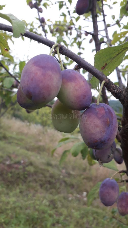 Orchard With Plum Trees During Flowering Stock Image - Image of ...
