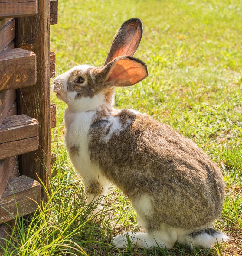 A Domestic Rabbit with Big Upright Ears Playing on Farmland Stock Photo ...