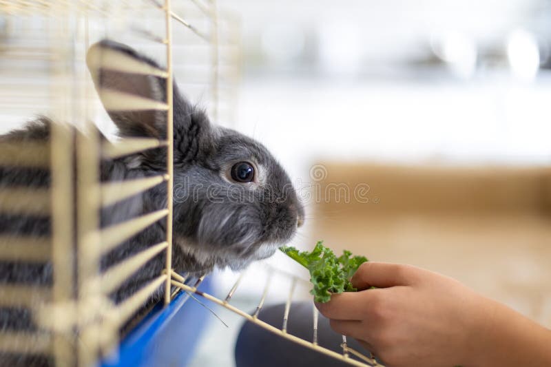 A Domestic Rabbit Eats Cabbage. Pet Concept Stock Photo - Image of ...
