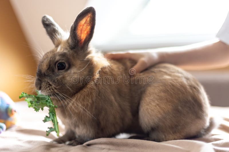 A Domestic Rabbit Eats Cabbage. Pet Concept Stock Image - Image of baby ...