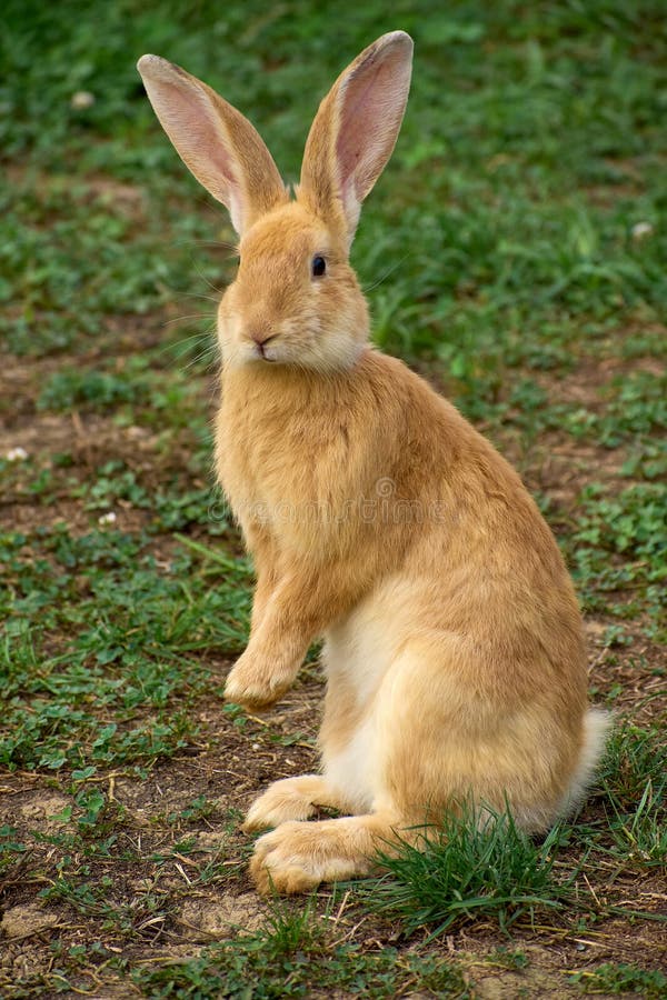 Domestic Rabbit Grazing on the Grass Stock Image - Image of wildlife ...