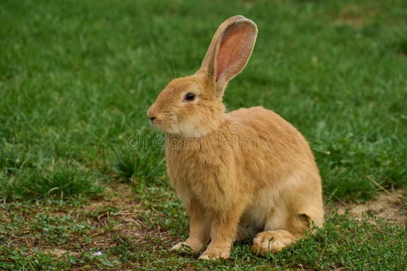 Domestic Rabbit Grazing on the Grass Stock Photo - Image of rabbits ...