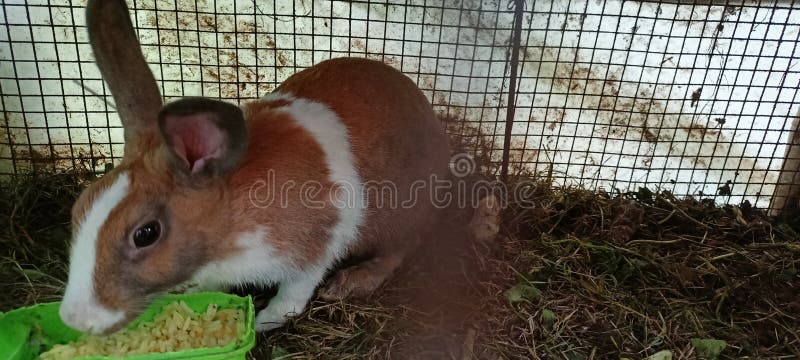 Domestic Rabbit Inside the Cage Stock Image - Image of deer, grass ...