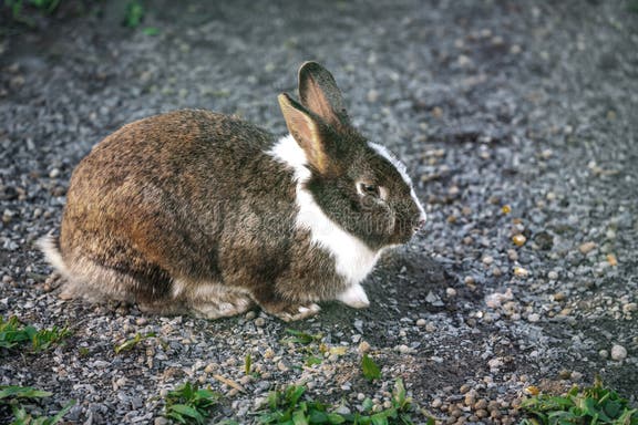 Domestic Rabbit - Dutch Rabbit Stock Photo - Image of bunnies, lovely ...