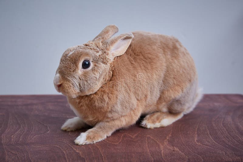 Domestic Rabbit Pet on a Wooden Surface Stock Photo - Image of food ...