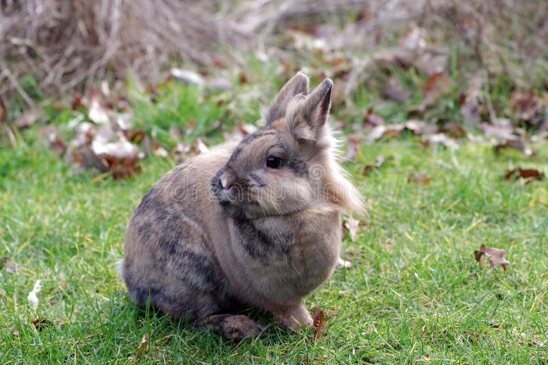 A Domestic Rabbit Sits on the Lawn Stock Image - Image of lawn, sitting ...