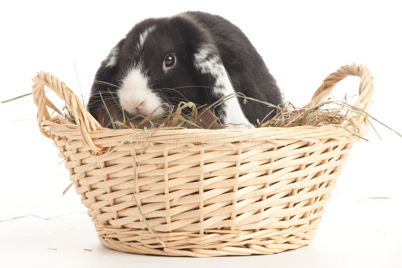Domestic Rabbit in a Wicker Basket Stock Photo - Image of domestic ...