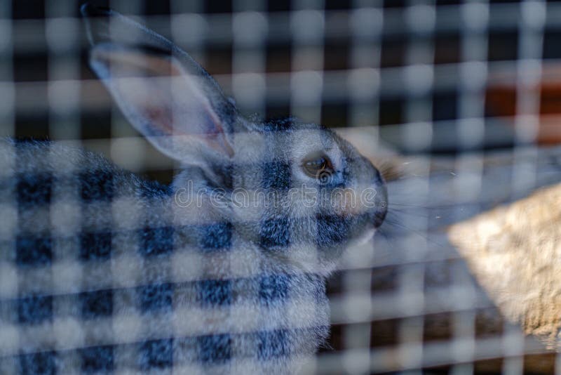 Domestic Rabbits in the Cages Behind Bars Stock Image - Image of bars ...
