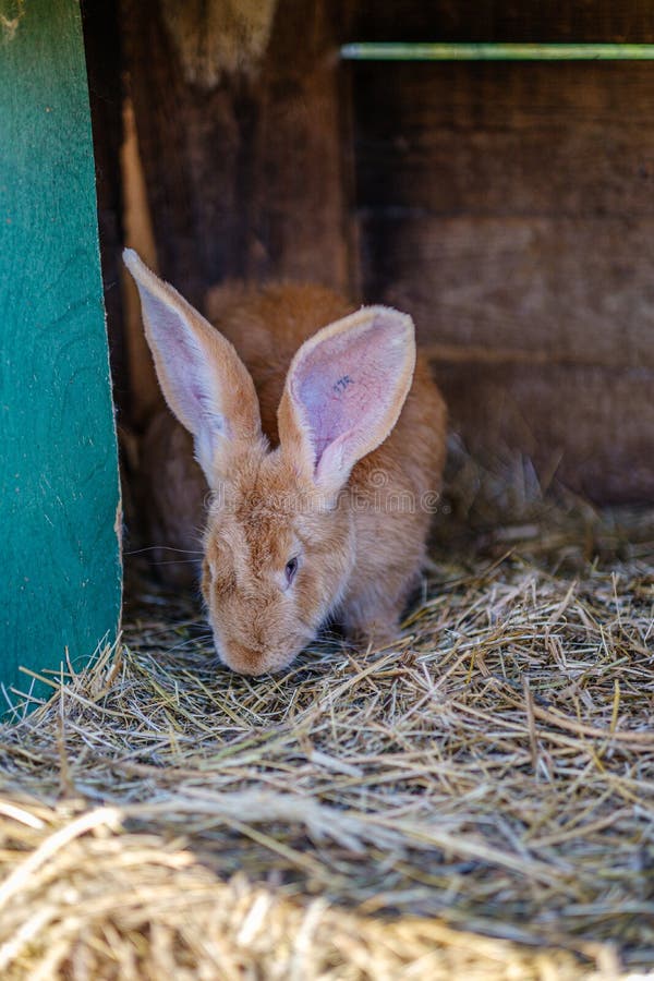 Domestic Rabbits in the Cages Behind Bars Stock Photo - Image of ...