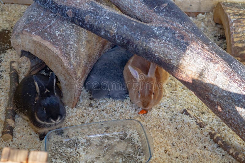 Domestic Rabbits Live in a Large, Comfortable Aviary on Sawdust Stock ...