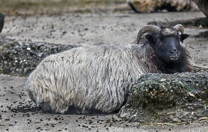 Domestic ram 10 stock photo. Image of hoof, animal, wool - 133686676