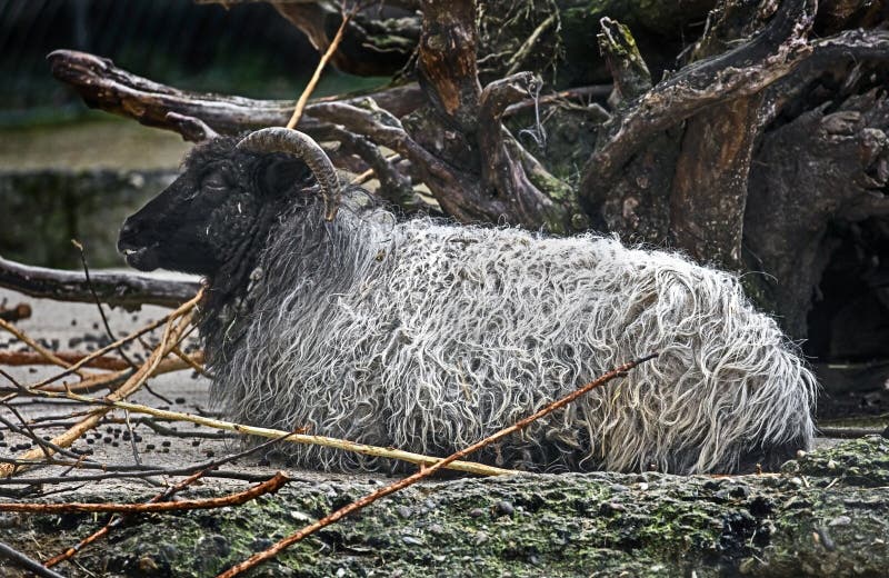 Domestic ram 8 stock photo. Image of herbivore, view - 112286590