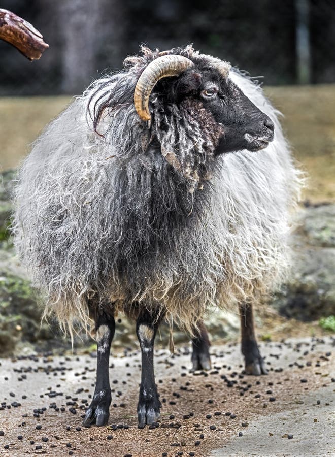 Domestic ram 9 stock image. Image of zoology, fauna - 117381261