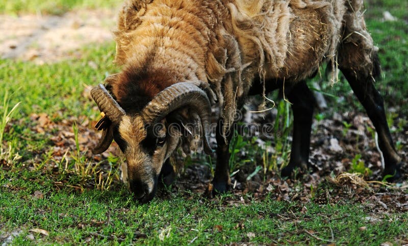 Domestic ram on the farm stock image. Image of herd - 367296267