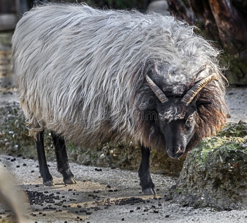 Domestic ram 11 stock photo. Image of fauna, grass, zoology - 139177976