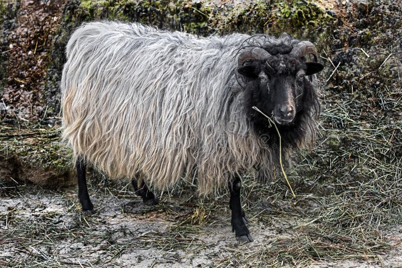 Domestic ram 13 stock photo. Image of sheep, nature - 150637854