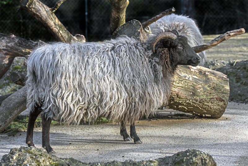 Domestic ram 3 stock photo. Image of environment, fauna - 98913102