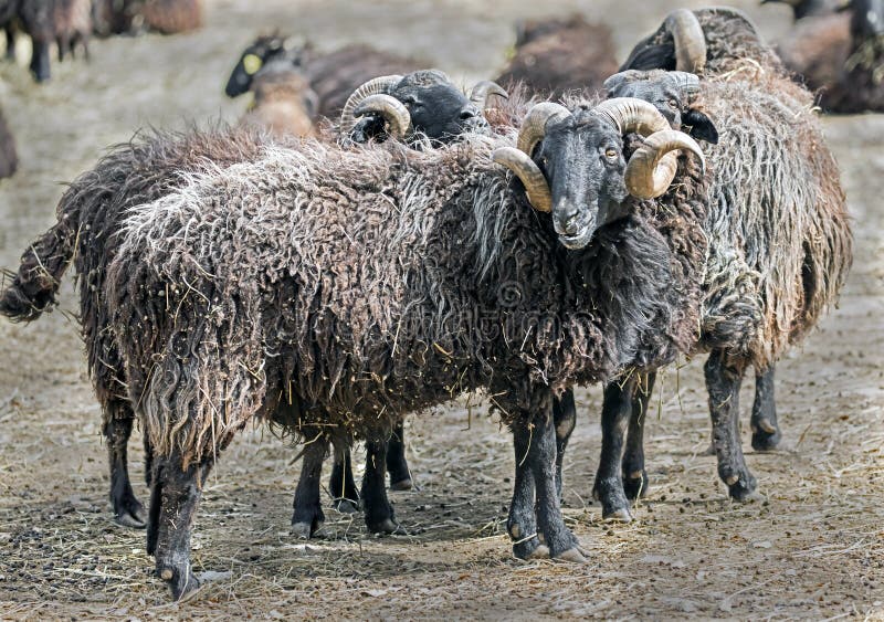 663 Domestic Rams Stock Photos - Free & Royalty-Free Stock Photos from ...