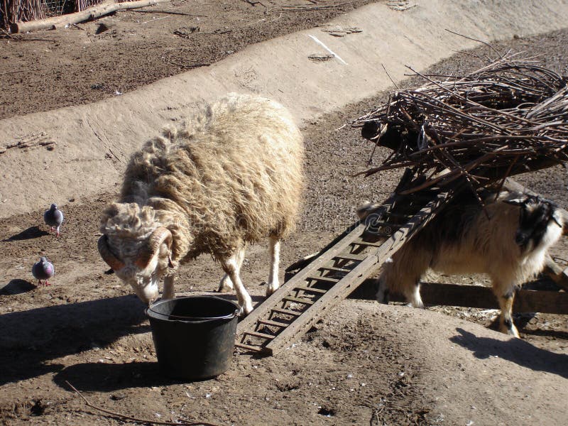 Domestic ram stock photo. Image of ruminant, animals - 139866088