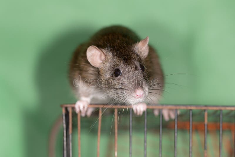 Domestic rat stock image. Image of rodent, whisker, animals - 38628751