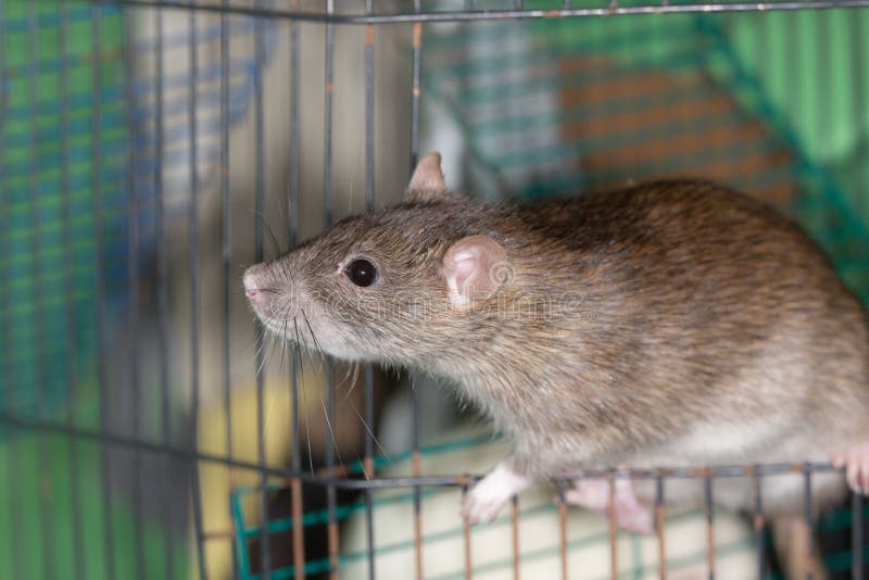 Domestic rat stock image. Image of snout, pets, green - 38628767