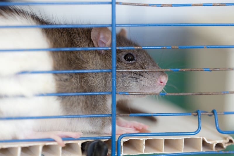 Rat in a cage stock image. Image of cute, black, beauty - 16514589