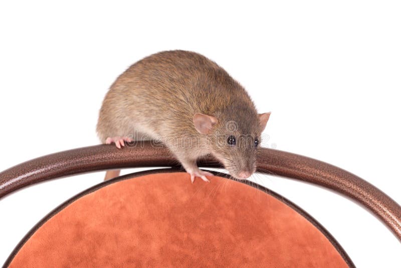 Domestic rat sitting stock photo. Image of formation - 10575216