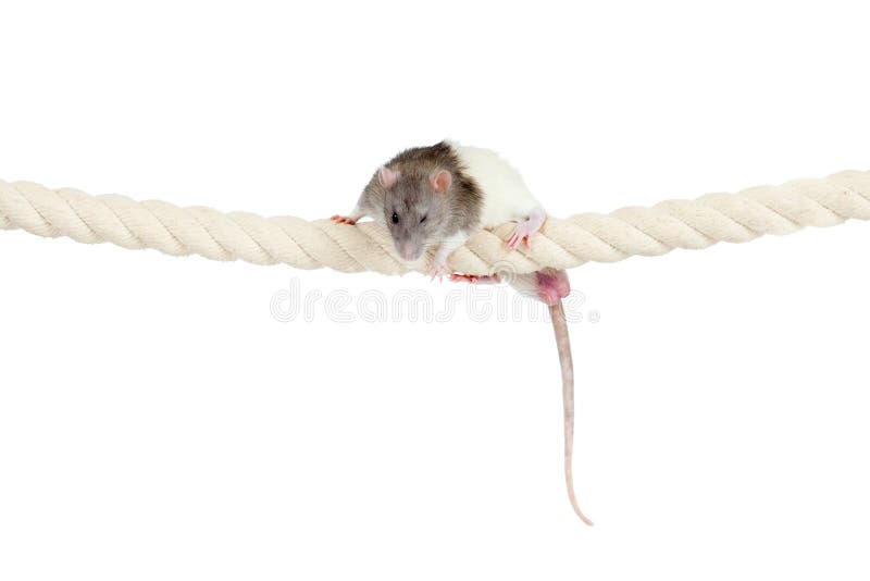 Domestic Rat Clambering by Rope Isolated on White Stock Image - Image ...