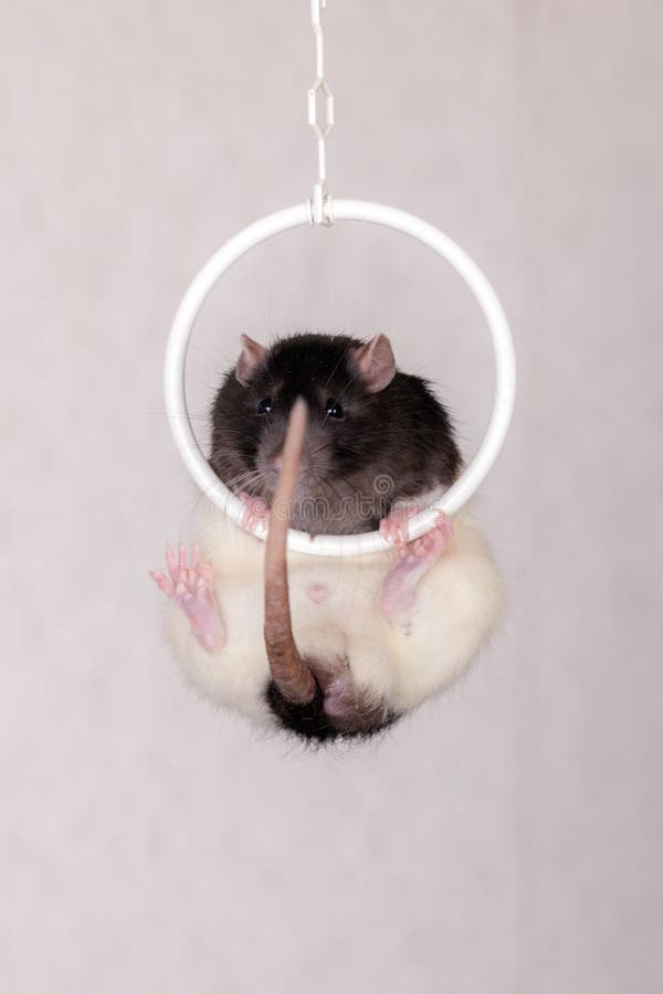 Domestic rat on the ring stock image. Image of black - 160798447