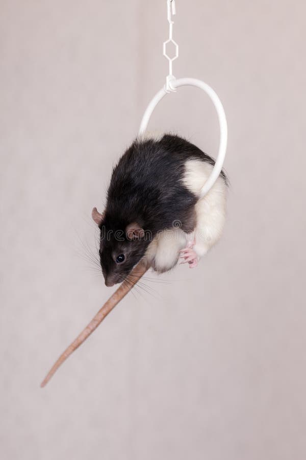 Domestic Rat Doing Acrobatics Stock Photo - Image of white, pets: 160798450
