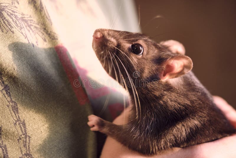 Domestic Rat in the Hands of a Child Stock Photo - Image of friend ...