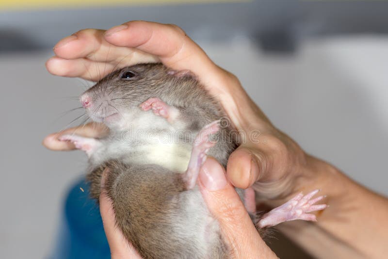 Domestic Rat in the Hands Closeup Stock Image - Image of brown, animals ...