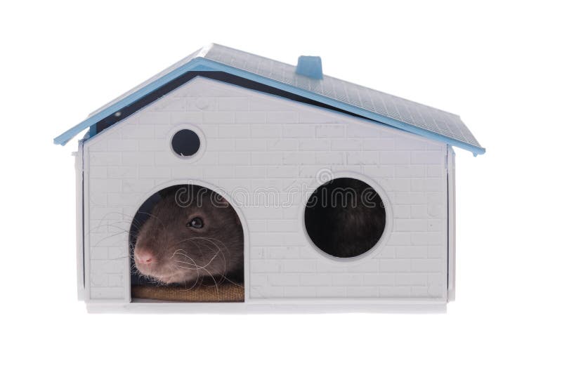 Domestic rat in the house stock image. Image of rodent - 134255739