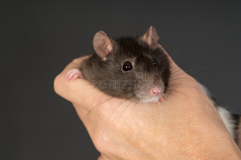 Domestic rat stock photo. Image of head, pets, hand, closeup - 35661846