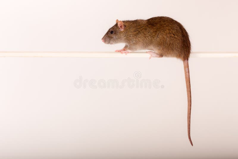 Domestic rat on a perch stock photo. Image of fluffy - 222258196