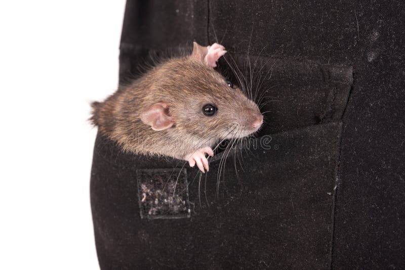 Rat in a pocket stock image. Image of closeup, pocket - 45786165