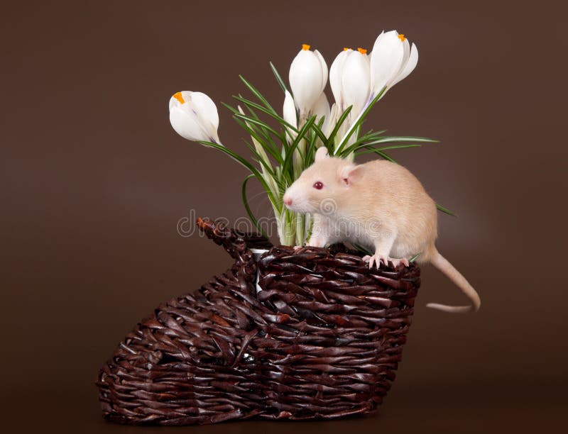 Domestic Rat Sniffs Spring Crocuses Stock Photo - Image of flower, home ...