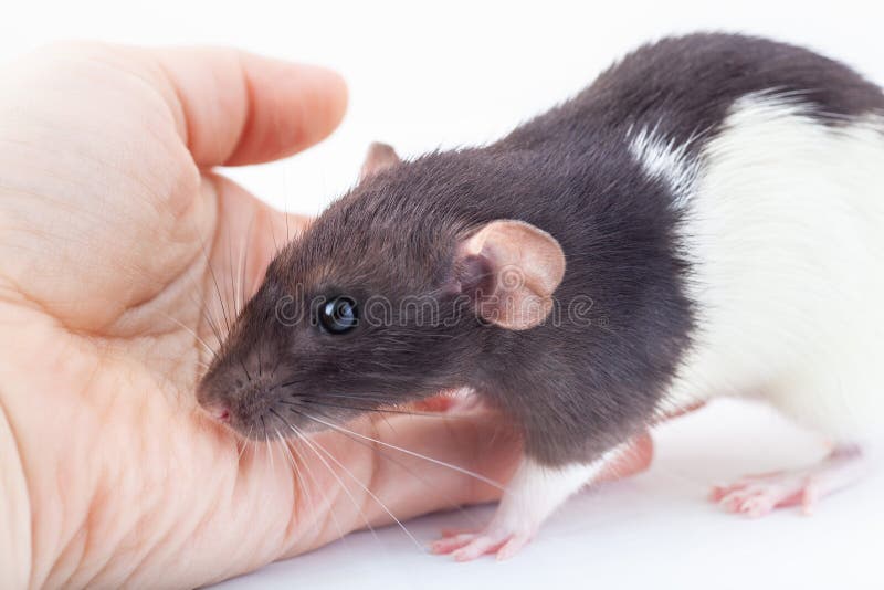 Rat Hand Stock Photos - Download 2,382 Royalty Free Photos