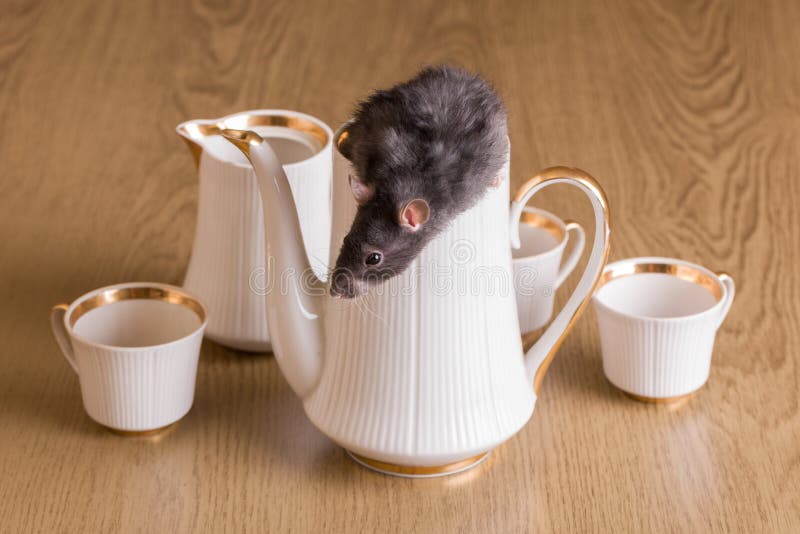 Rat with a tea set stock image. Image of curiosity, glass - 105758825