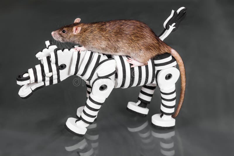 Domestic rat on toy zebra stock photo. Image of domestic - 97848920