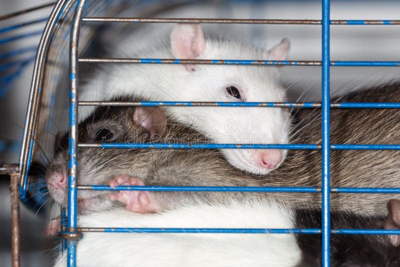 Cage with two rats stock photo. Image of tail, small - 13048966