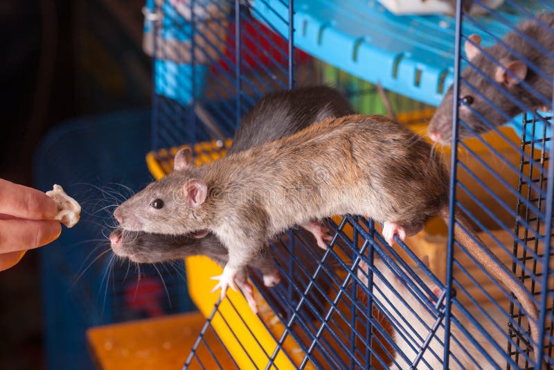 Domestic rats in a cage stock image. Image of home, pets - 255611071