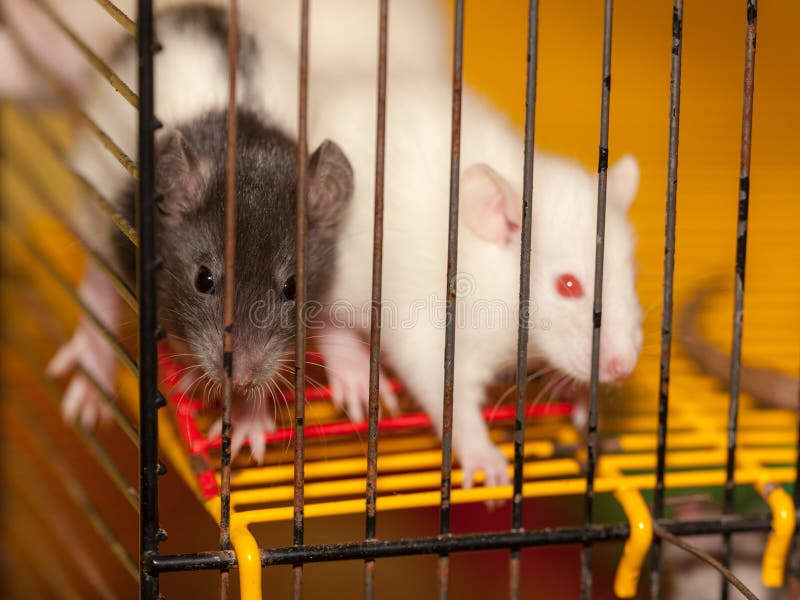 Cage with two rats stock photo. Image of tail, small - 13048966