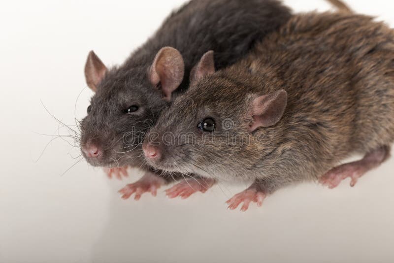 Rats stock image. Image of cute, curiosity, isolated, looking - 3282721