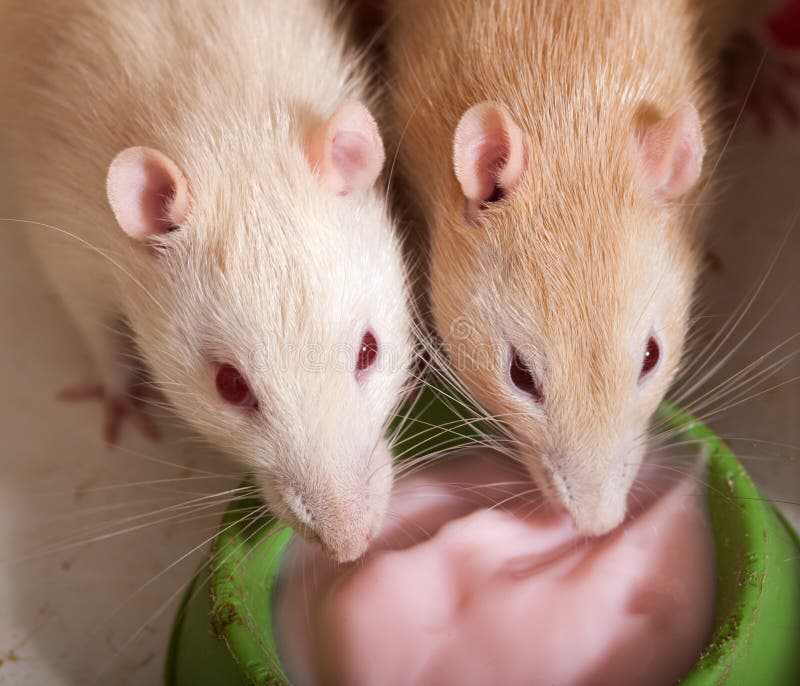 Two rats eating stock photo. Image of rodent, munching - 10102848