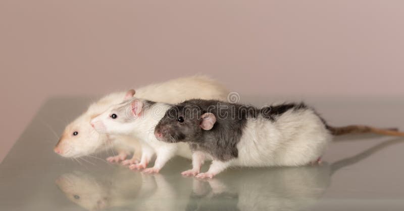 Rats on a glass table stock image. Image of studio, pets - 254896813