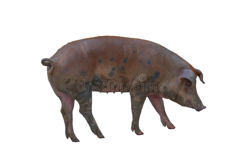 Domestic Red-brown Pig Isolate on White. Stock Image - Image of face ...