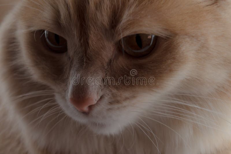 Domestic Red Cat. Portrait of a Fluffy Cat Stock Photo - Image of ...
