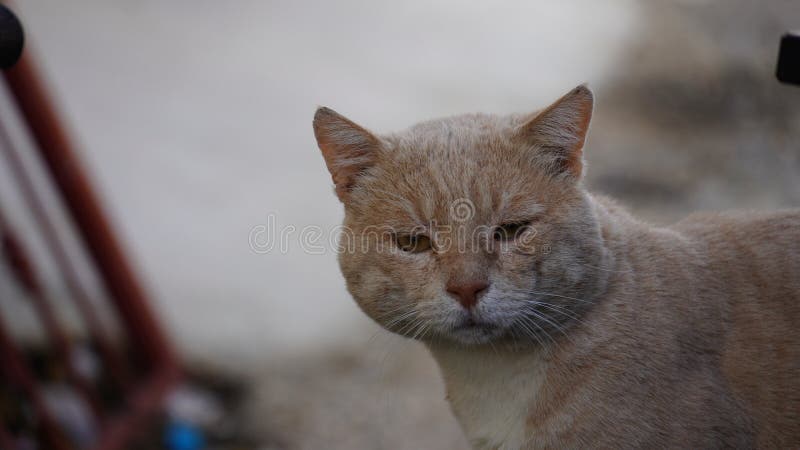 Domestic Red Cat Staring at a Camera Stock Image - Image of beauty ...