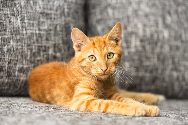 Domestic red kitten stock photo. Image of horizontal - 45302974